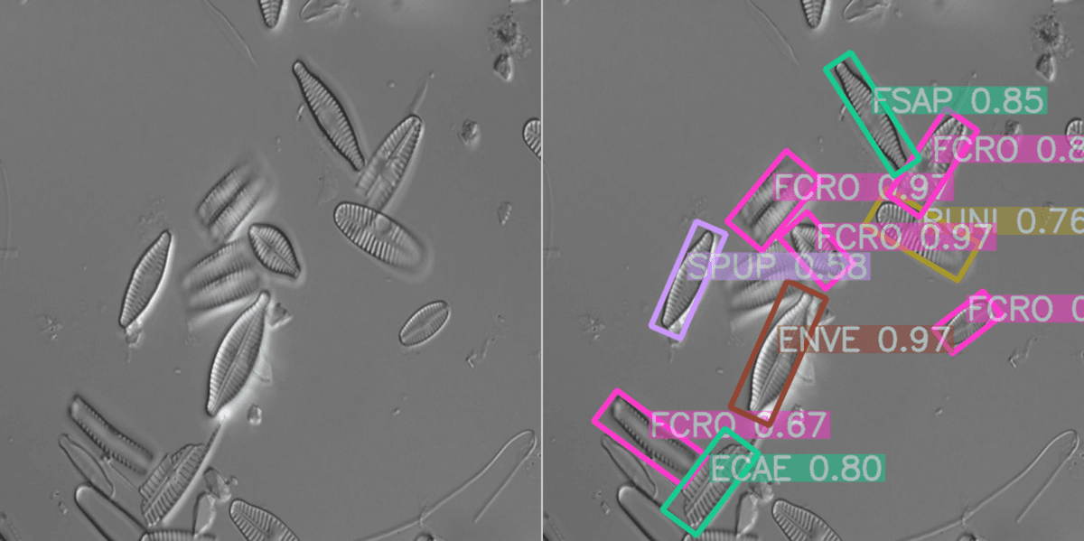 Freshwater Diatoms Identification - iMagine project