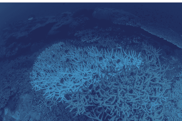 Cold Water Coral Reefs - iMagine project
