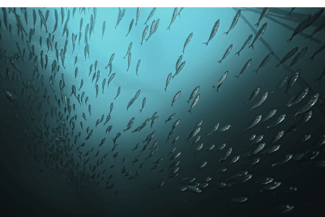 Marine Ecosystem Monitoring Service - EMSO Azores - iMagine project